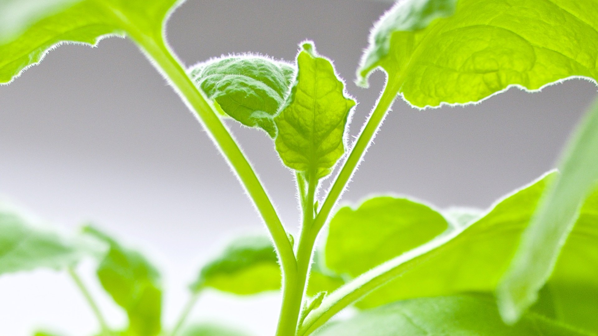 Recombinant Proteins Made in Plants – Novici Biotech LLC